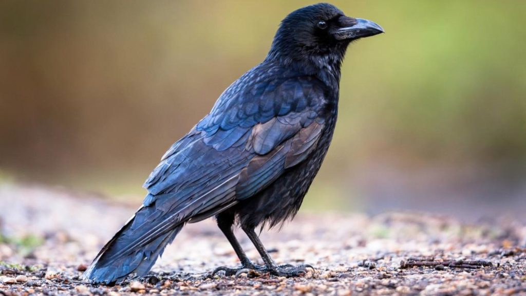 City and USDA Wildlife Services work to disperse large crow roost ...