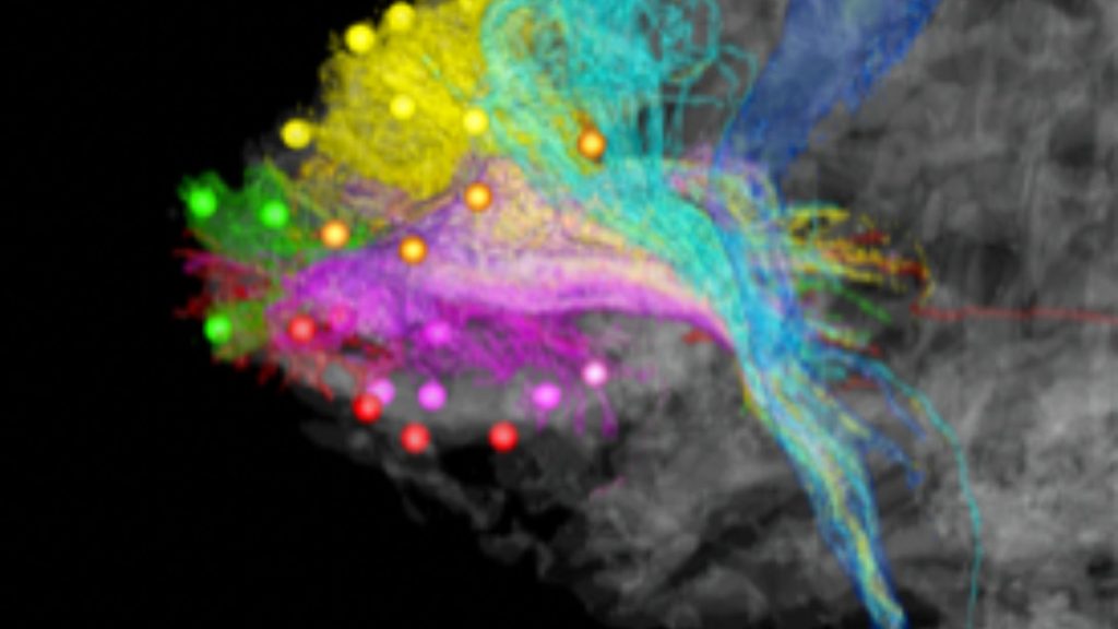 University of Rochester neurobiologist Suzanne Haber honored with ...