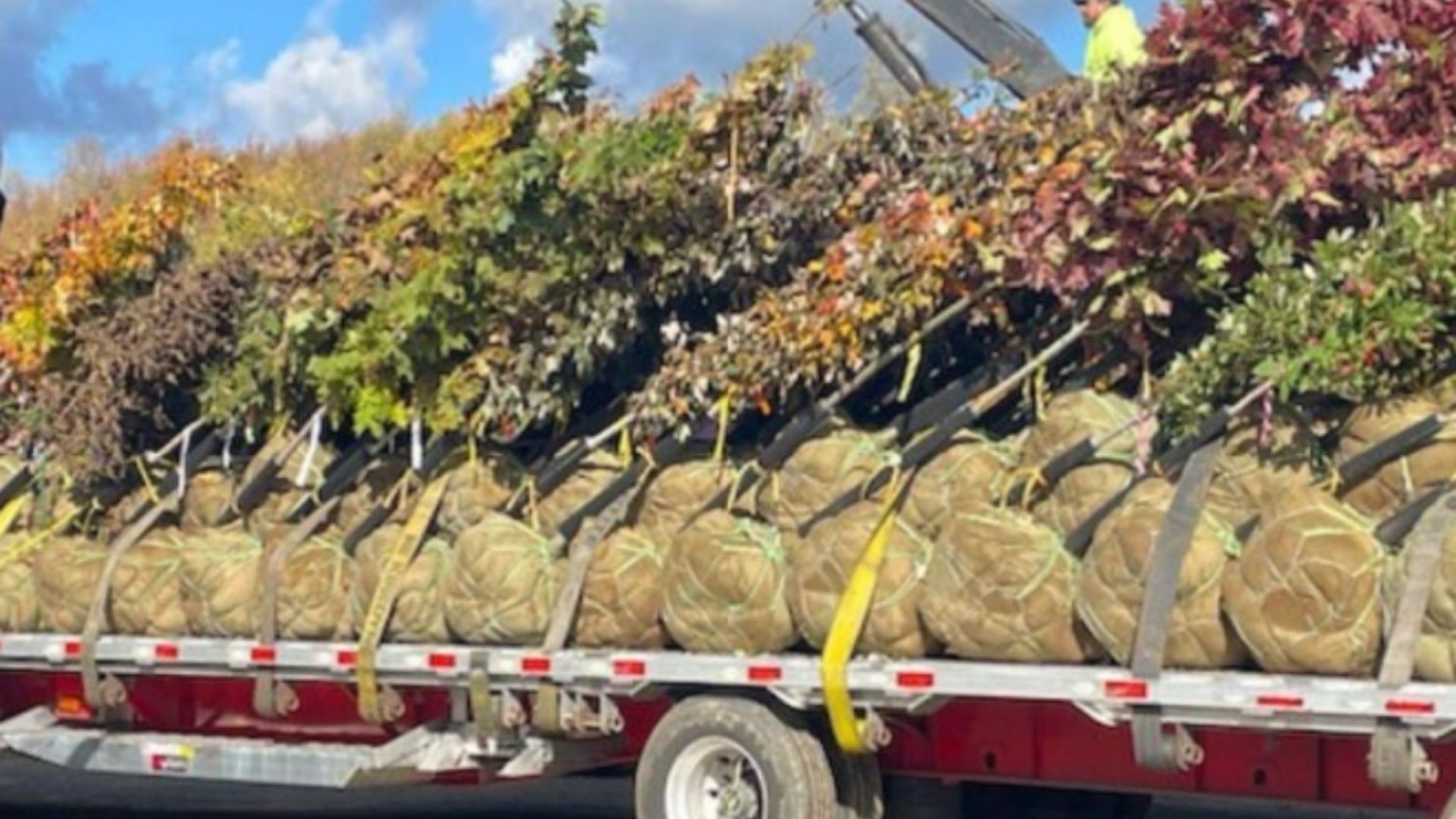 Governor Hochul announces major statewide effort as 1,650 trees are ...