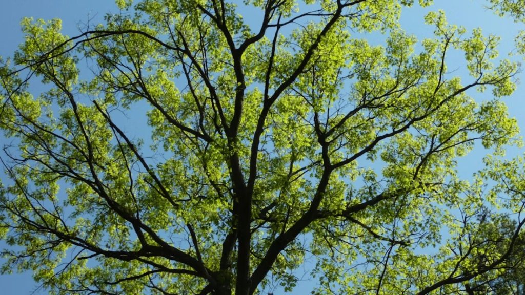 Monroe County and the city of Rochester mark the 43rd annual Arbor Day ...