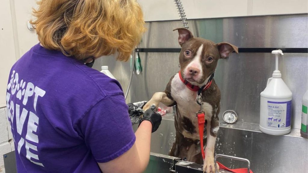 Rochester Animal Services expands free dog adoption events after nearly ...